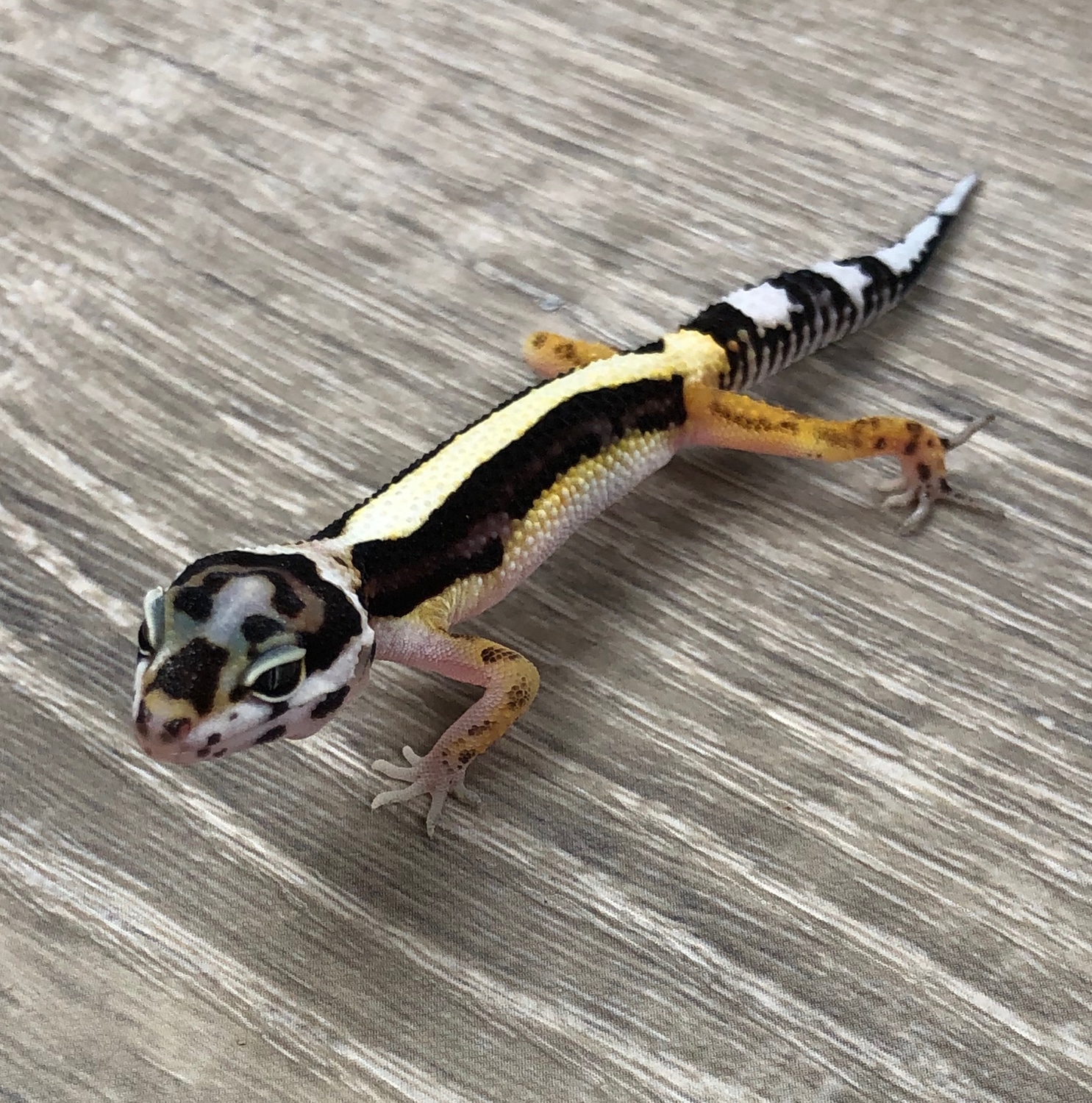 Extreme Bold Stripe Leopard Gecko by Red Rock Gecko’s - MorphMarket
