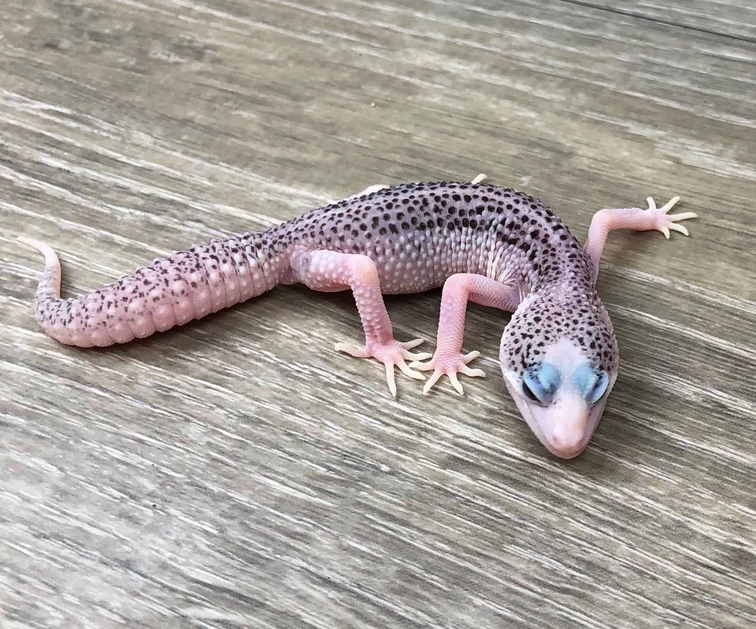 Super Snow Eclipse Leopard Gecko by Red Rock Gecko’s - MorphMarket