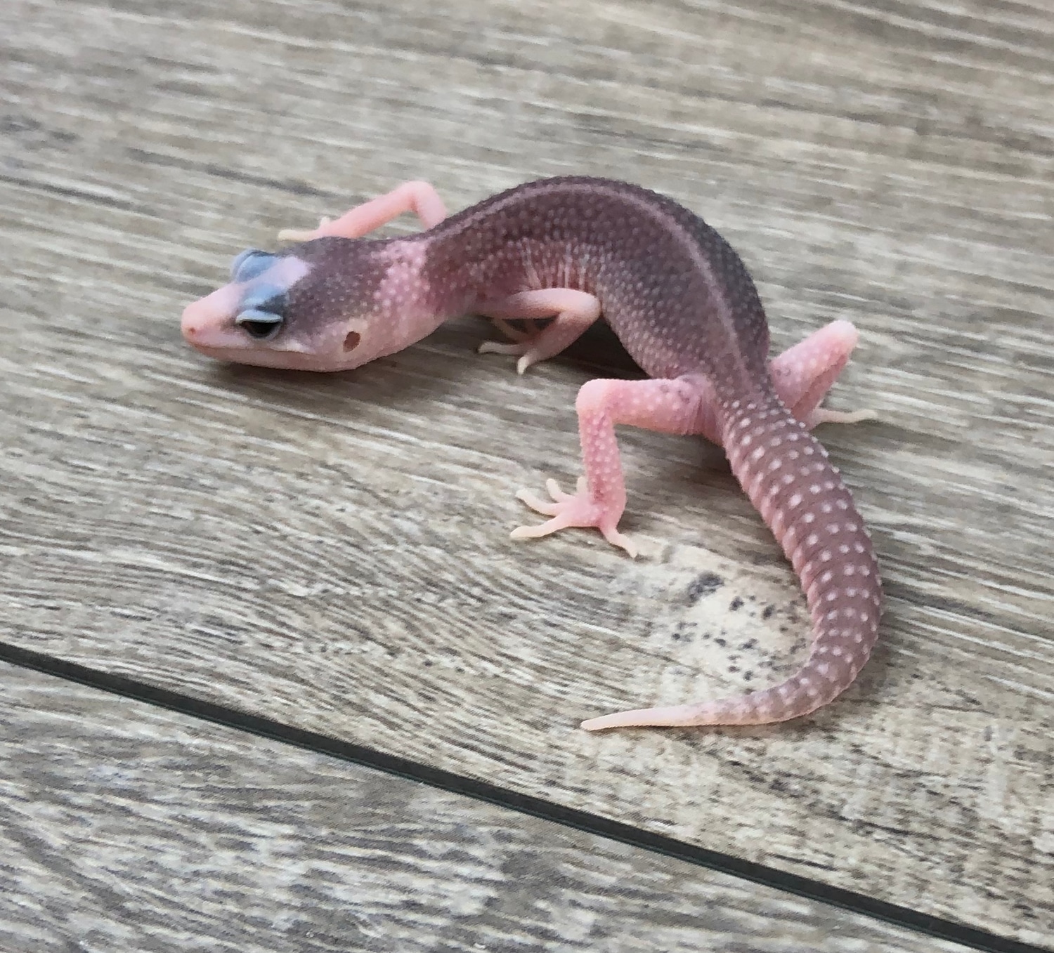 Total Eclipse Leopard Gecko by Red Rock Gecko’s - MorphMarket