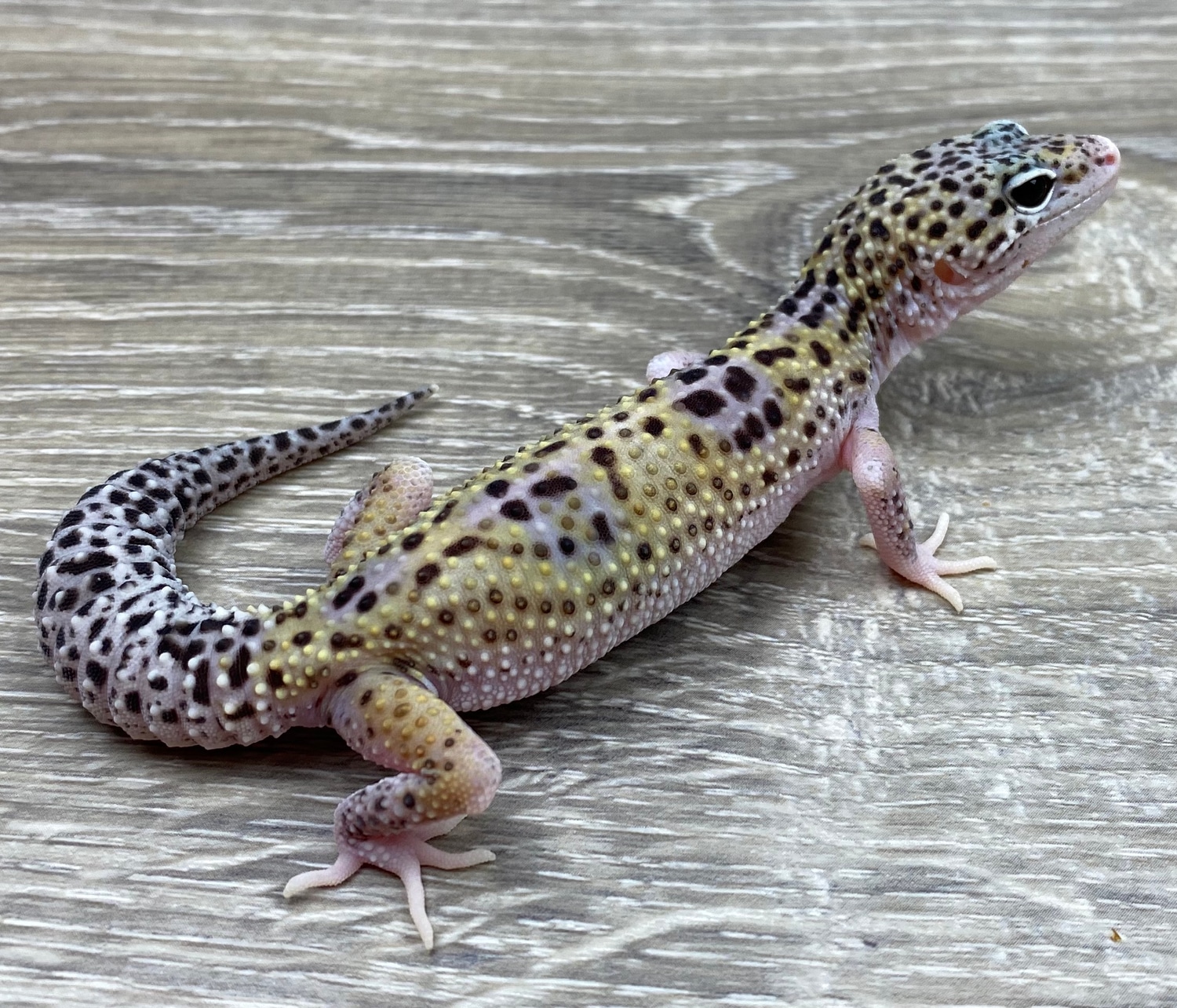 Mack Snow Eclipse Leopard Gecko by Red Rock Gecko’s - MorphMarket