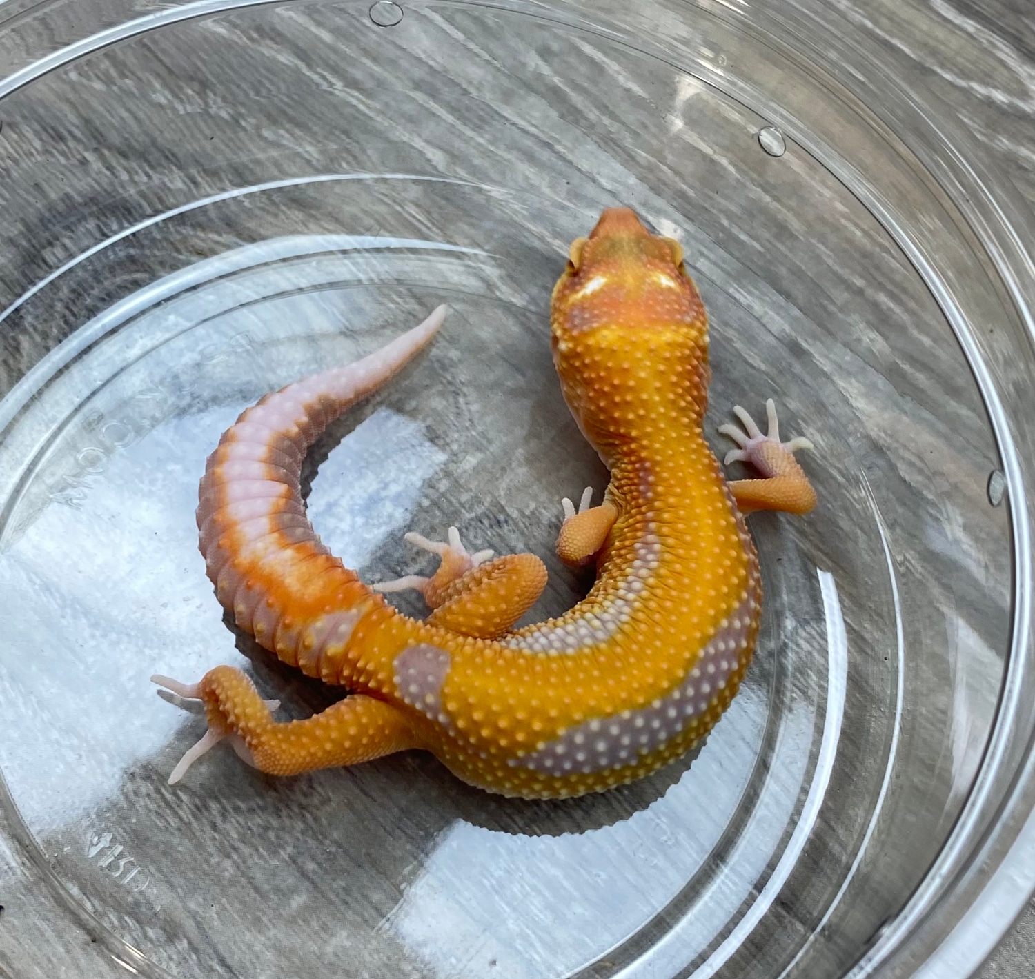 Red Diamond Cross Leopard Gecko by Red Rock Gecko’s - MorphMarket