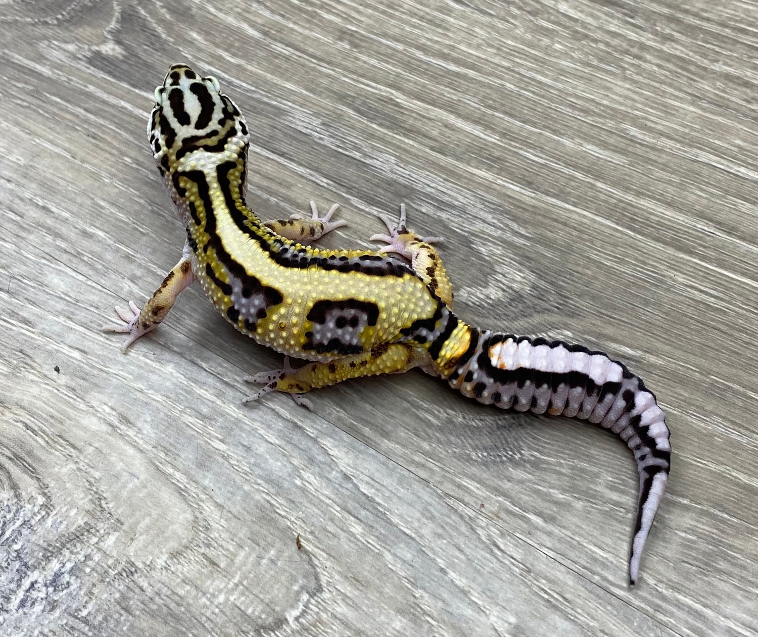 Extreme Bold Leopard Gecko by Red Rock Gecko’s - MorphMarket