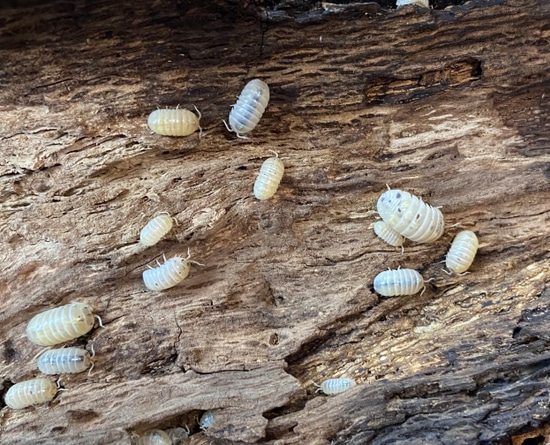 Armadillidium Vulgare Magic Potion (Japan Line) Isopod by Red Rock Geckos