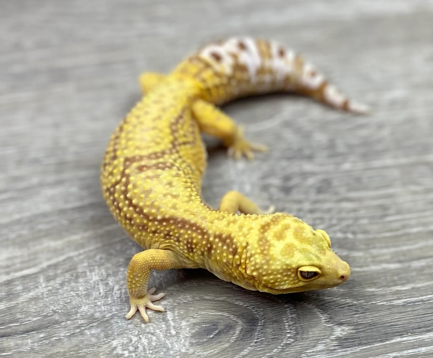 Magma Rainwater Shipped Leopard Gecko by Red Rock Gecko’s - MorphMarket