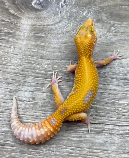 W&Y Red Diamond Leopard Gecko by Red Rock Geckos