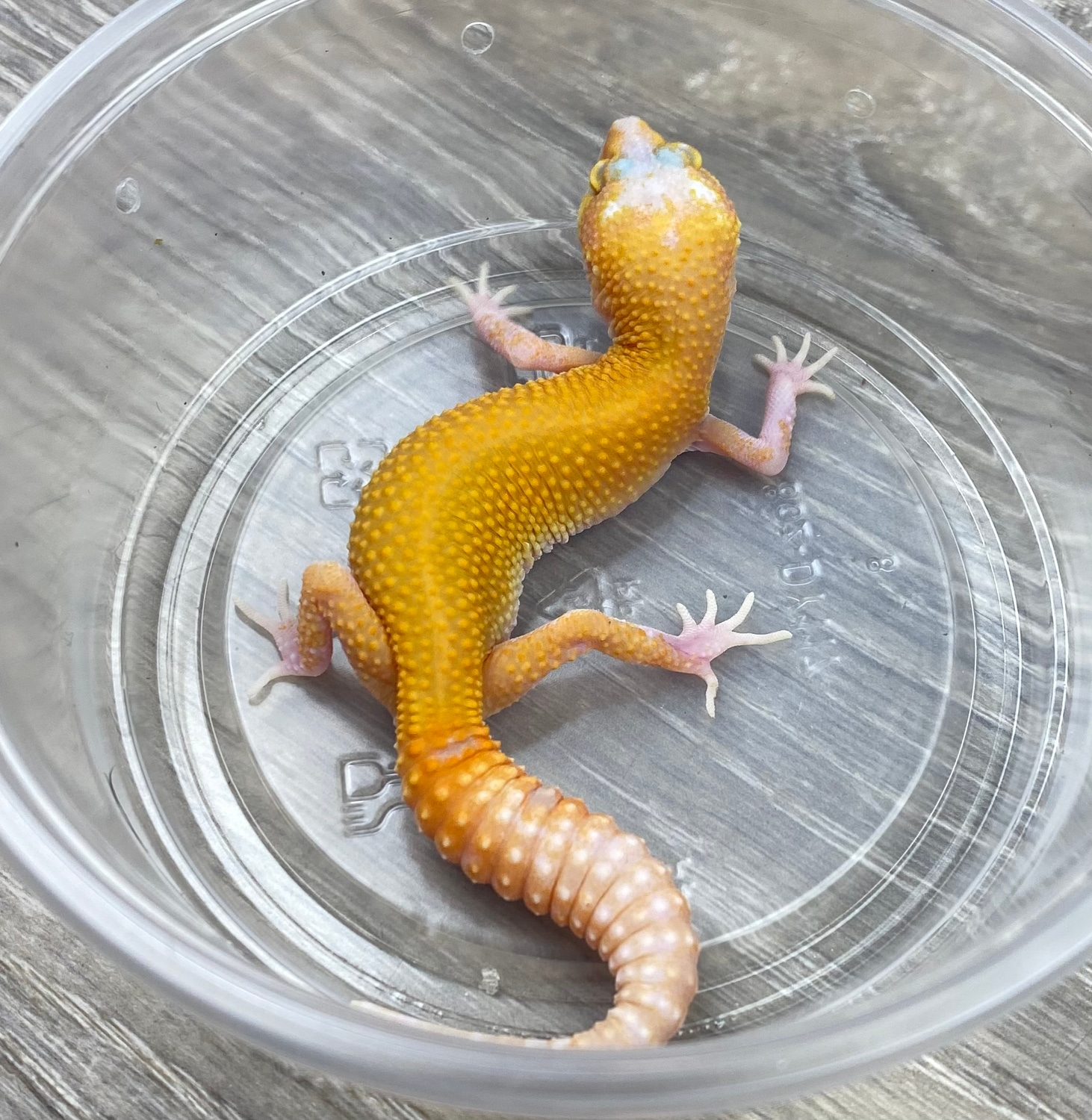 Red Diamond Raptor Leopard Gecko by Red Rock Gecko’s - MorphMarket
