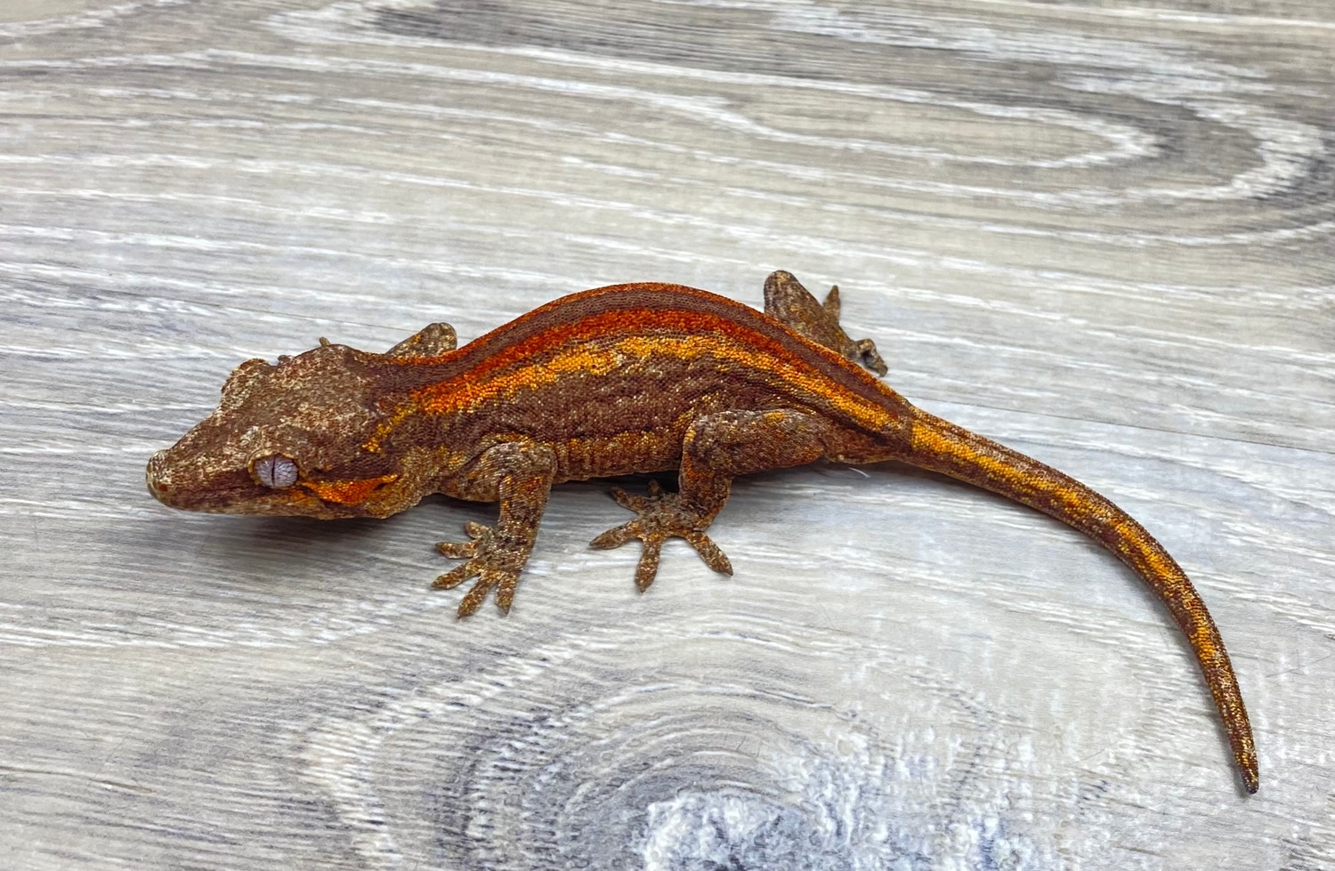 Red Stripe Gargoyle Gecko by Red Rock Gecko’s - MorphMarket