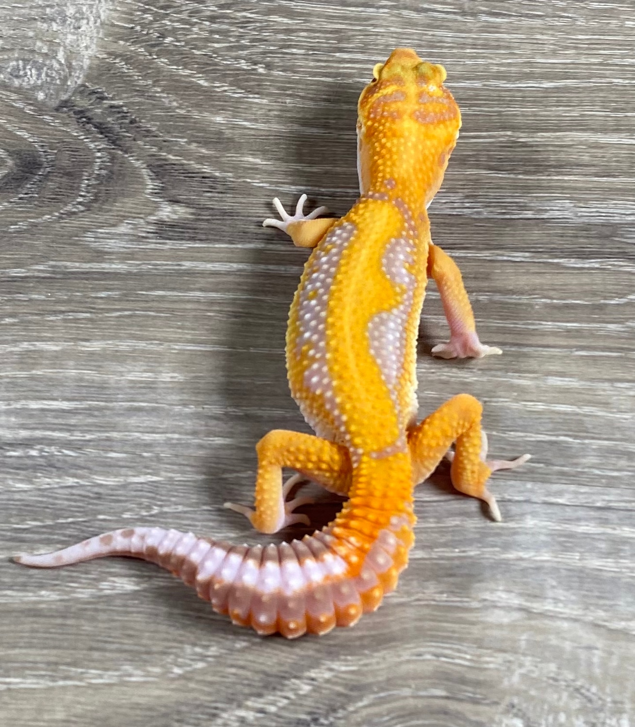 Red Diamond Bold Cross Leopard Gecko by Red Rock Gecko’s - MorphMarket