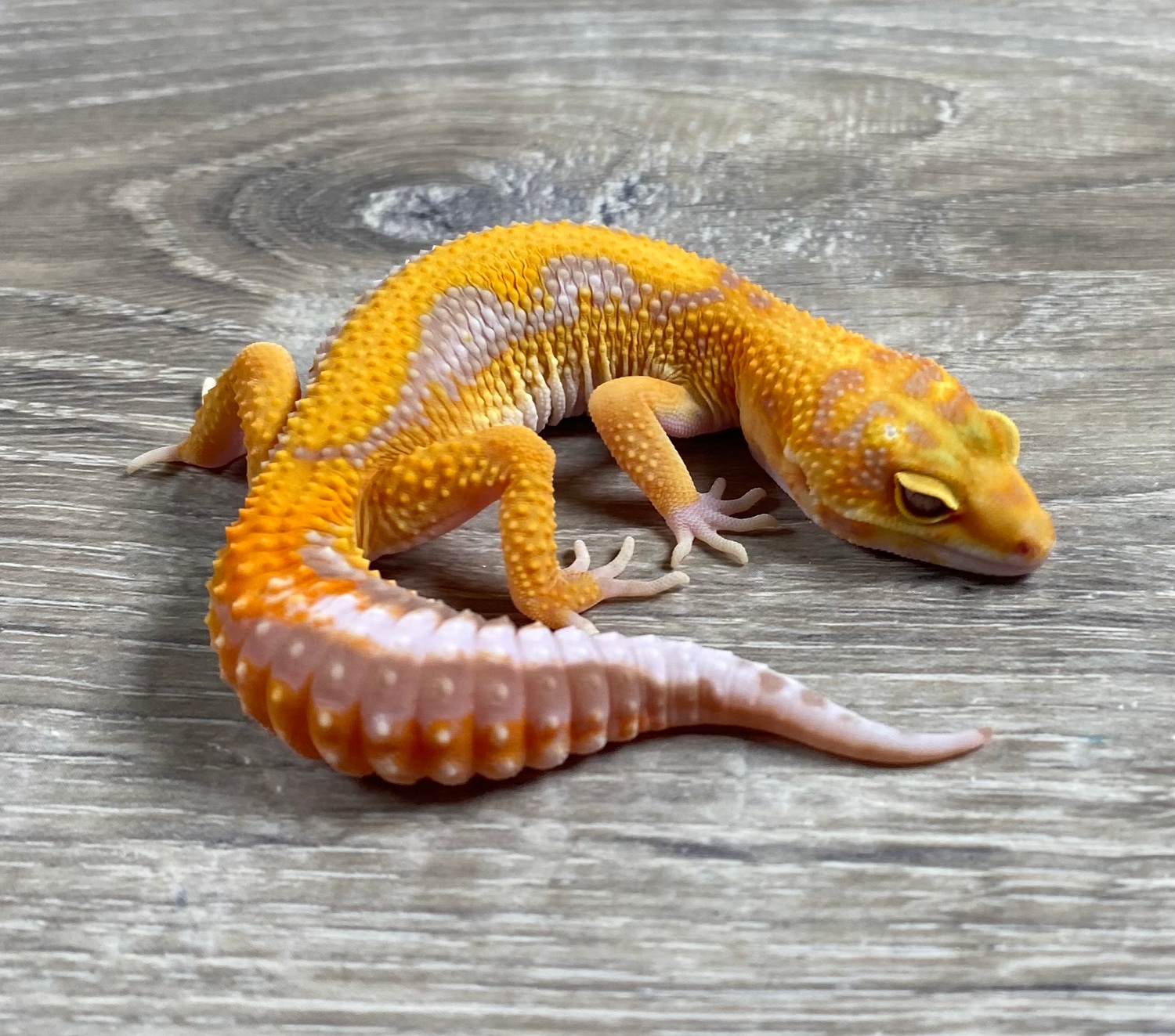 Red Diamond Bold Cross Leopard Gecko by Red Rock Gecko’s - MorphMarket