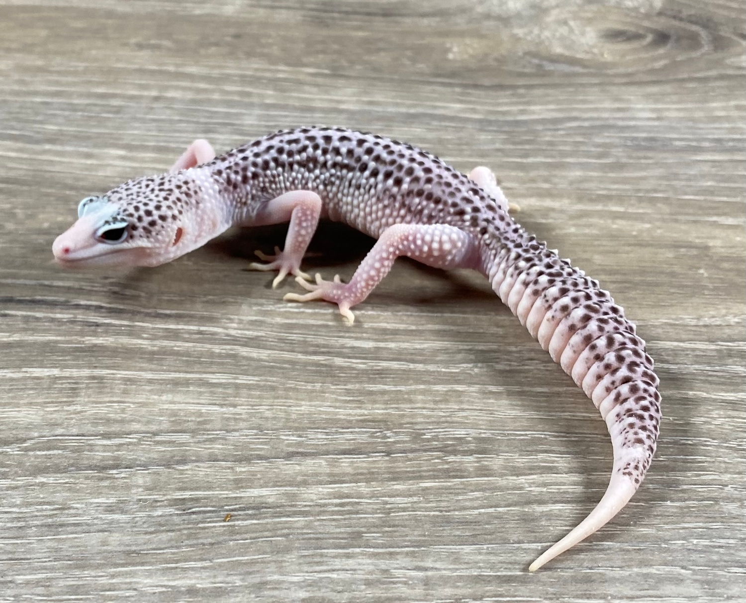 Super Snow Eclipse Leopard Gecko by Red Rock Gecko’s - MorphMarket