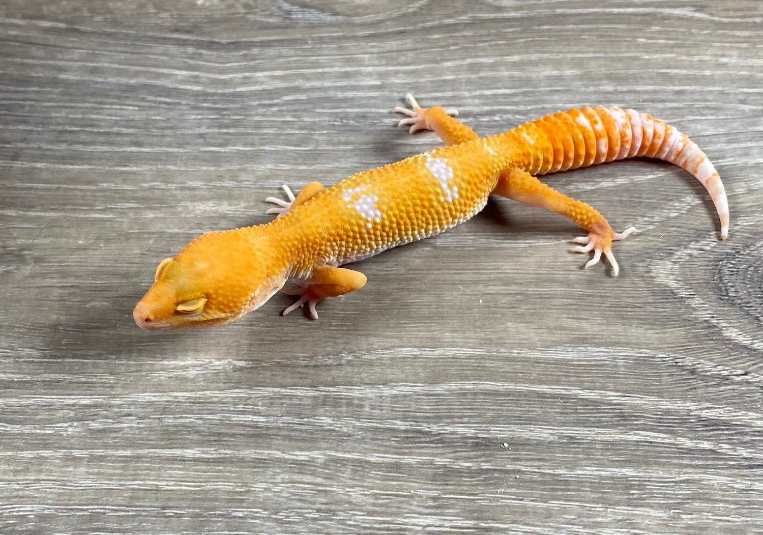 Red Diamond Leopard Gecko by Red Rock Gecko’s - MorphMarket