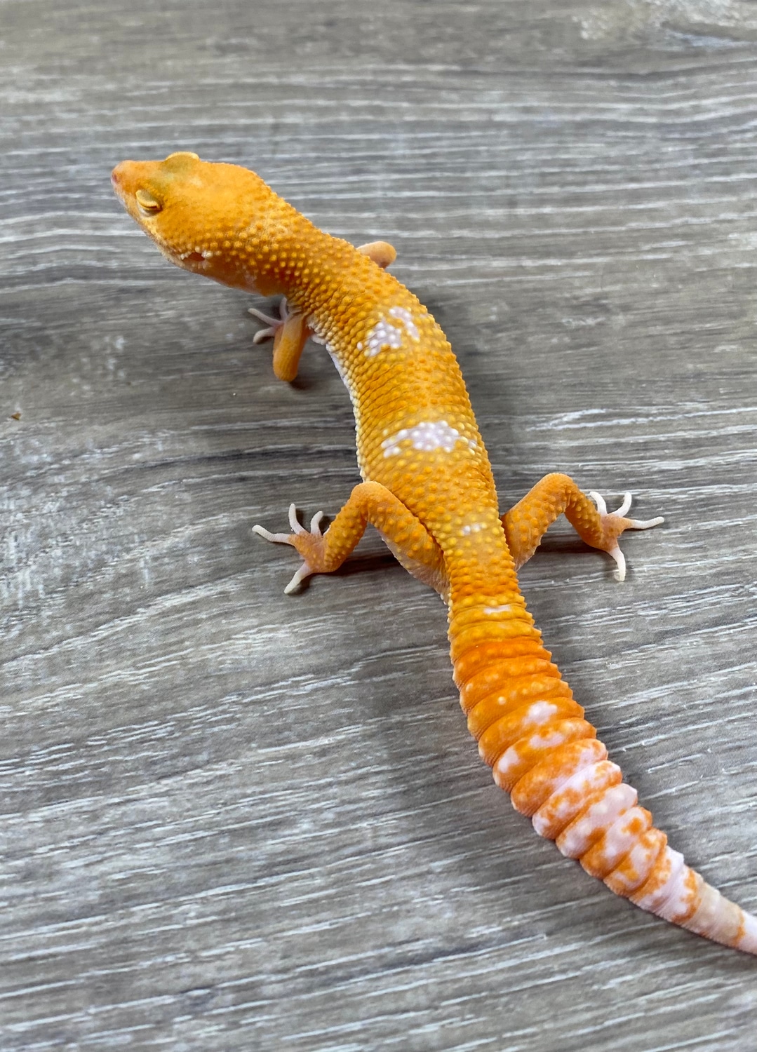 Red Diamond Leopard Gecko by Red Rock Gecko’s - MorphMarket