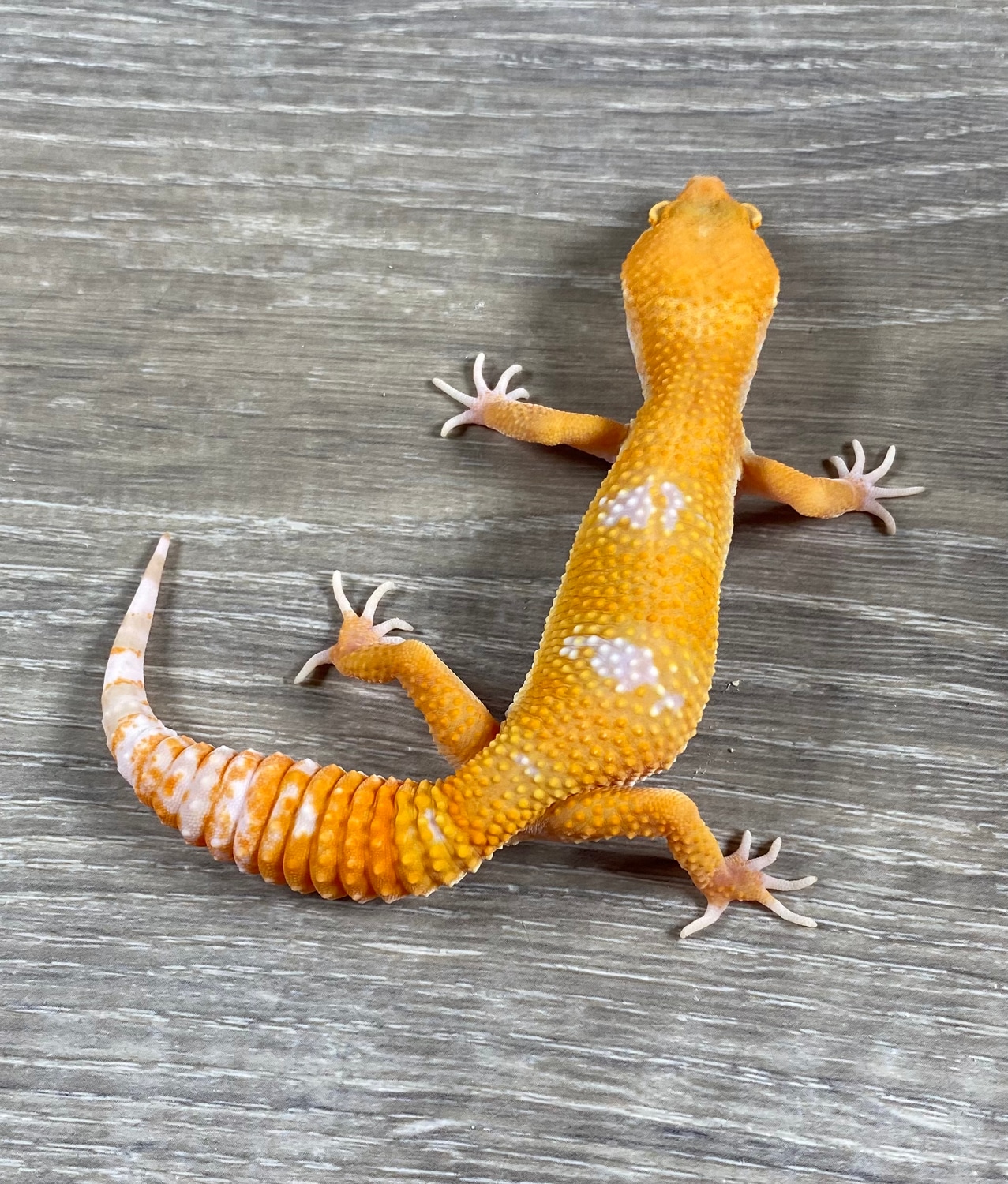 Red Diamond Leopard Gecko by Red Rock Gecko’s - MorphMarket