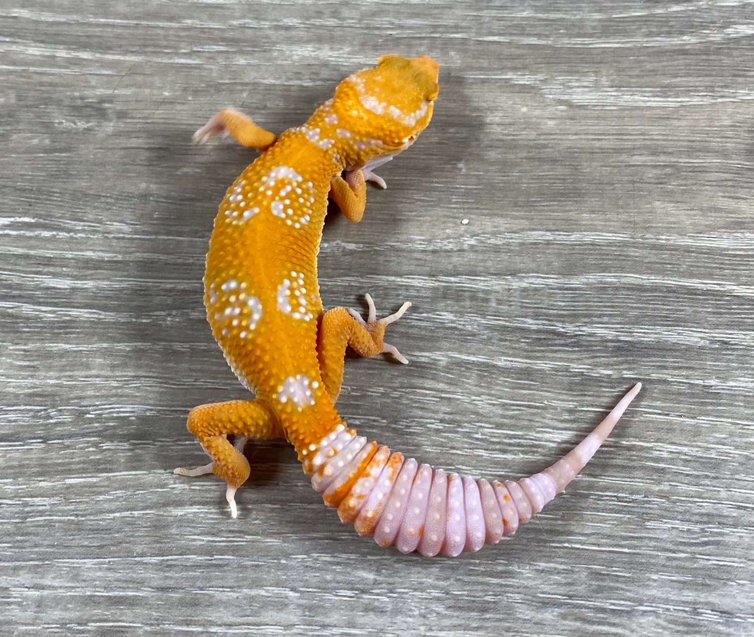 Red Diamond Blood Leopard Gecko by Red Rock Gecko’s - MorphMarket
