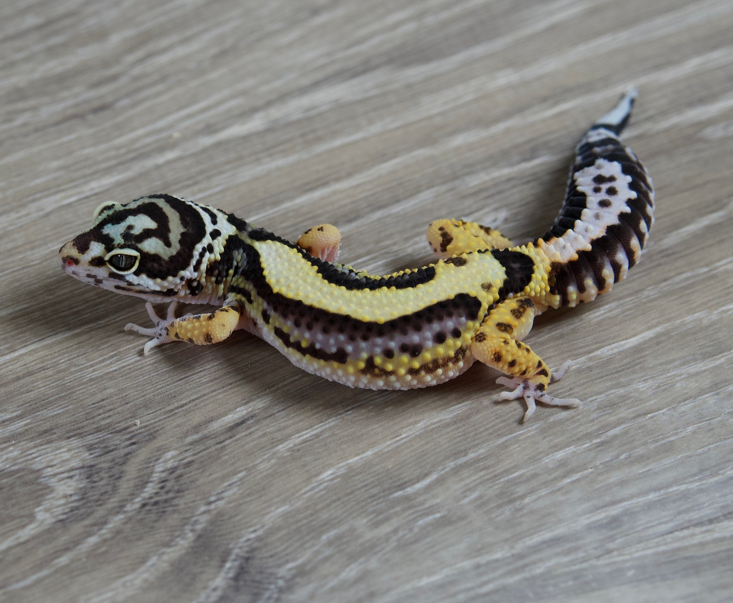 Extreme Bold Leopard Gecko by Red Rock Gecko’s - MorphMarket