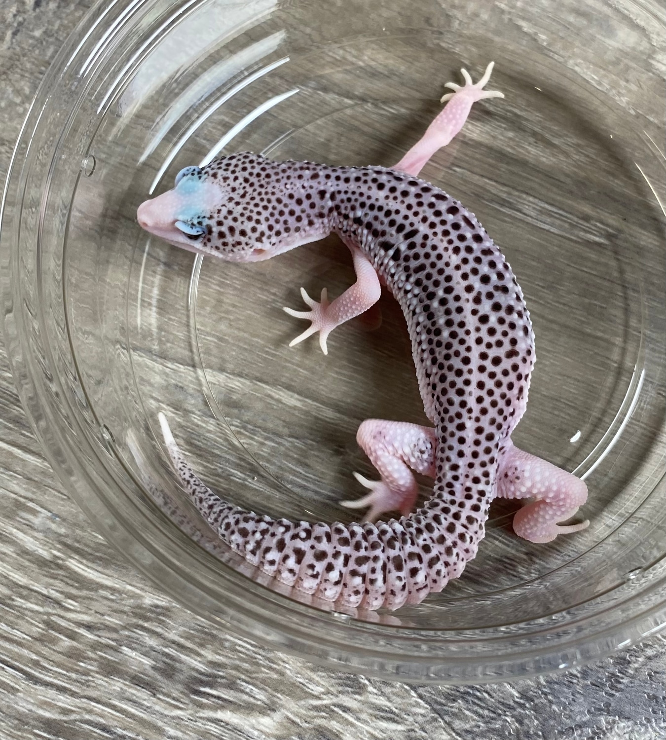 Super Snow Eclipse Leopard Gecko by Red Rock Gecko’s - MorphMarket