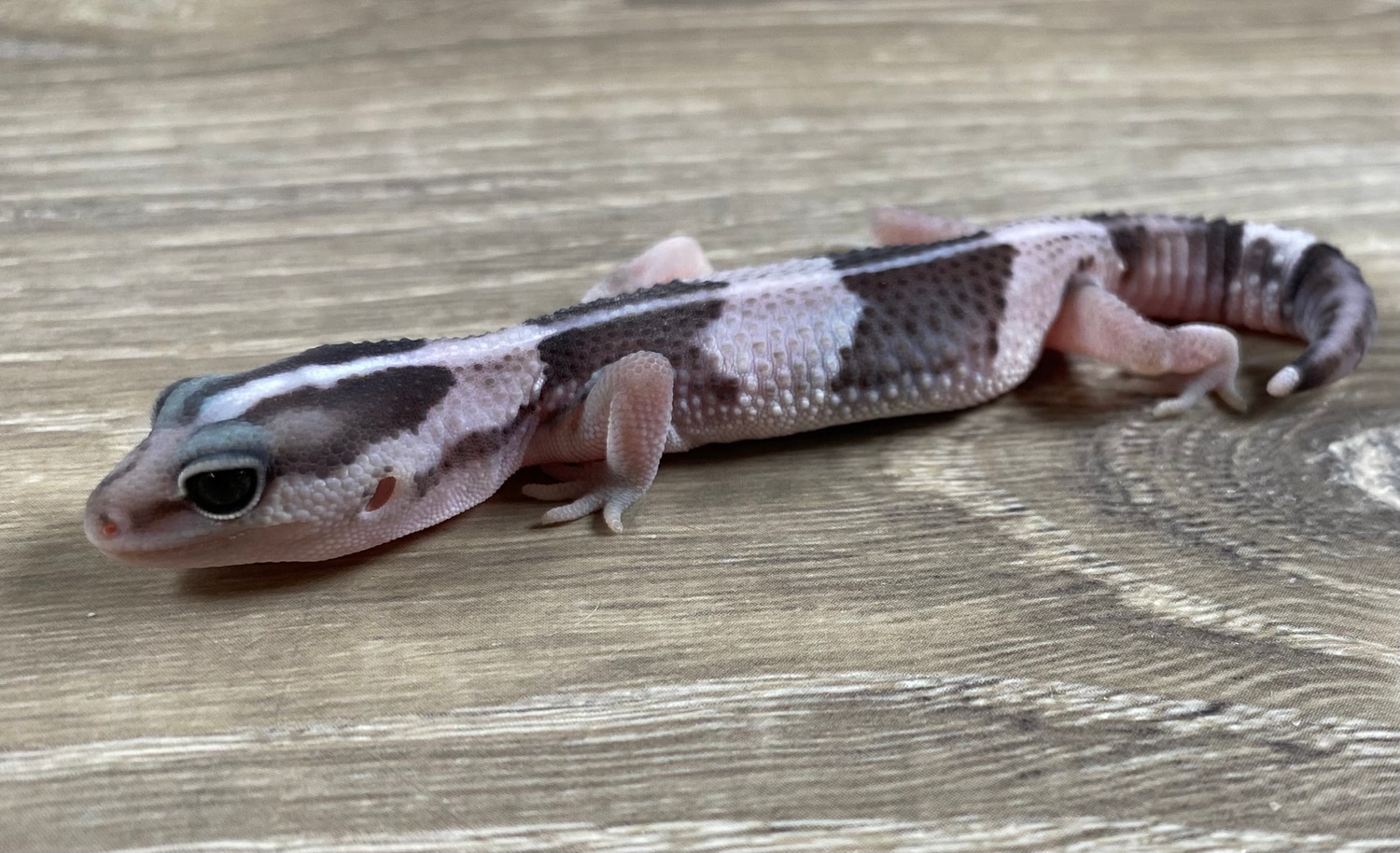 Oreo African Fat-Tailed Gecko by Red Rock Gecko’s - MorphMarket