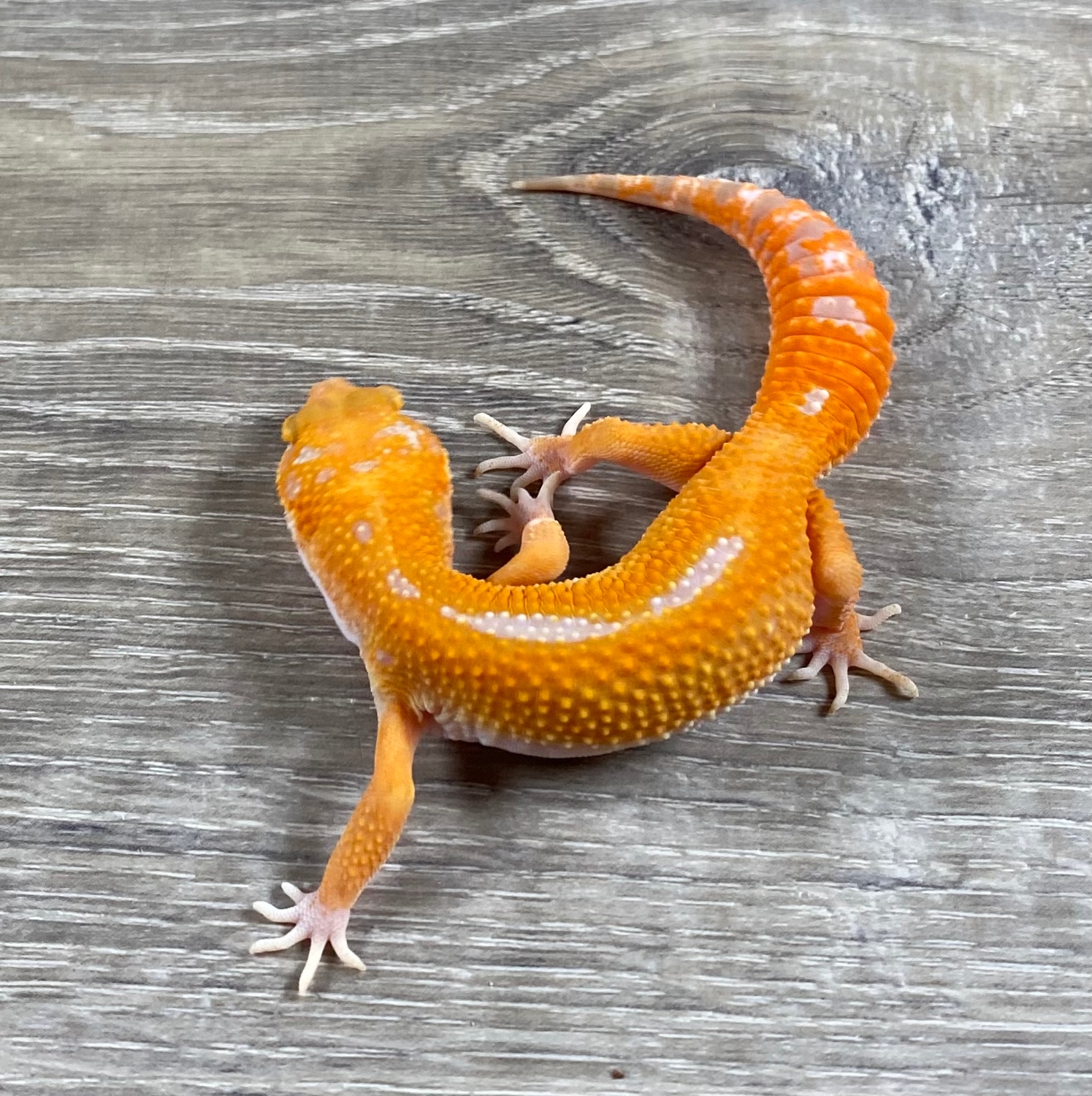 ♦️ Red Diamond Leopard Gecko by Red Rock Gecko’s - MorphMarket