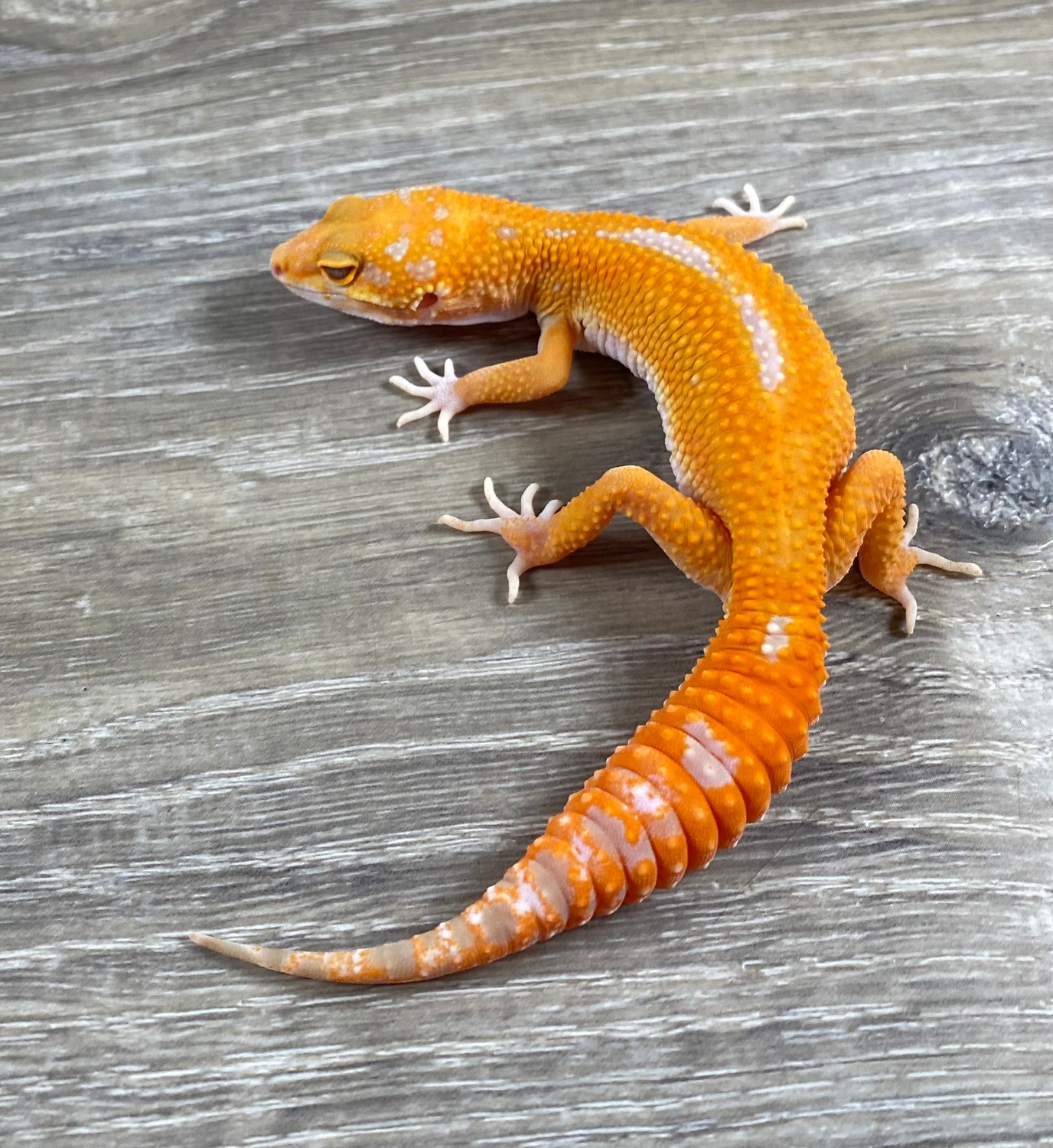 ♦️ Red Diamond Leopard Gecko by Red Rock Gecko’s - MorphMarket