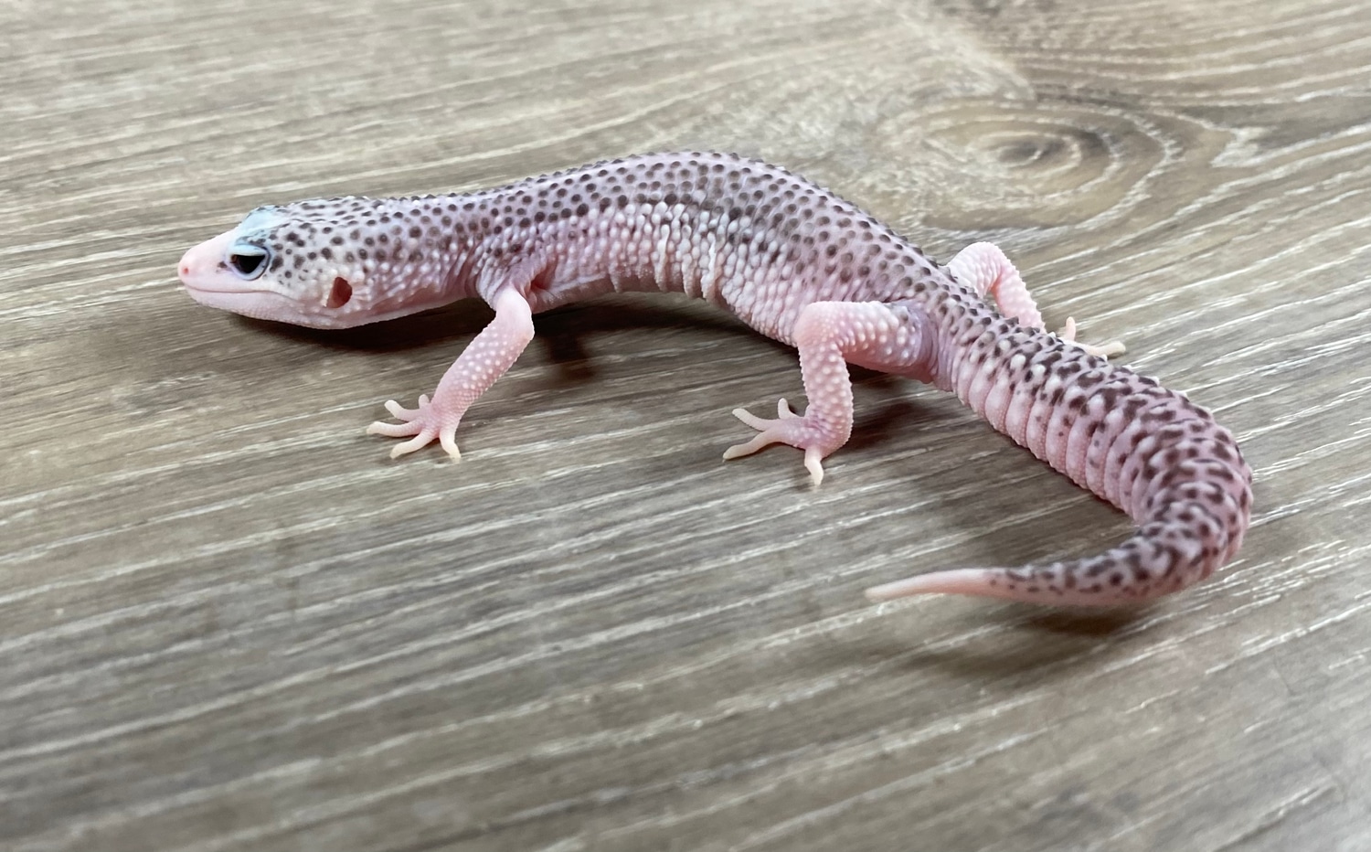 Super Snow Eclipse Leopard Gecko by Red Rock Gecko’s - MorphMarket