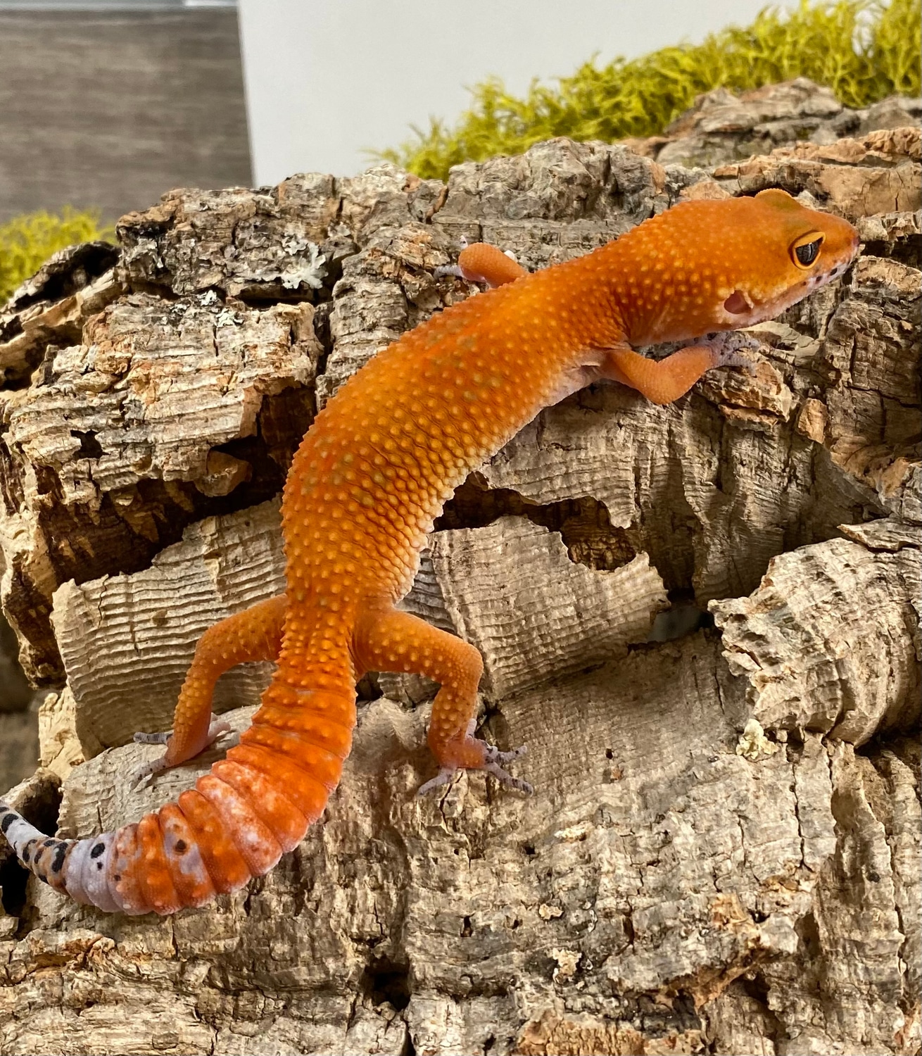 Gecko Genetics Tangerine Leopard Gecko by Red Rock Gecko’s - MorphMarket
