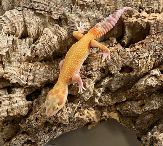 Blood Sunglow Raptor Leopard Gecko by Red Rock Geckos