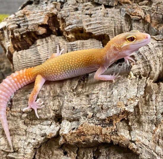 High Contrast Raptor Leopard Gecko by Red Rock Geckos