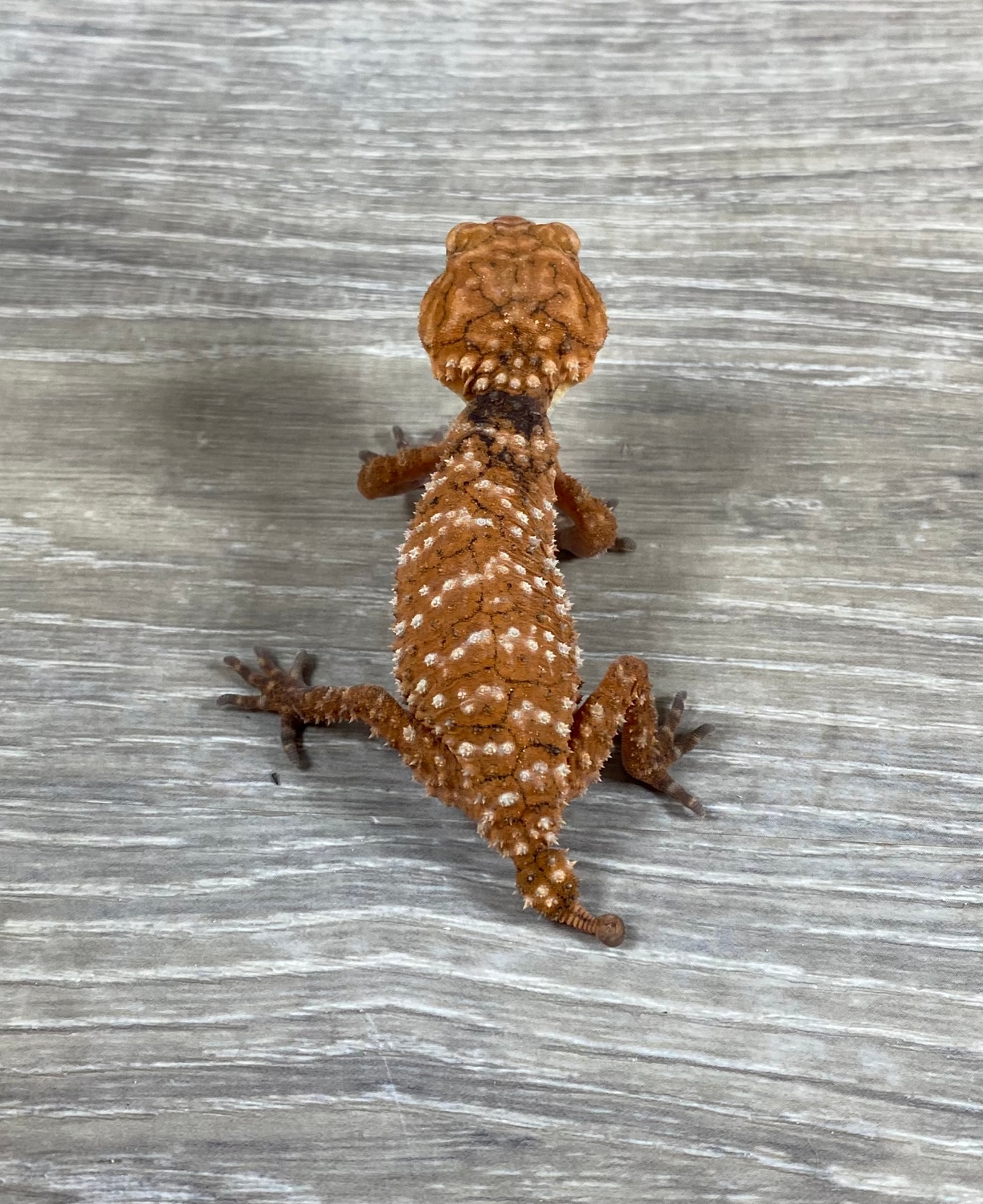 Free ️ Amyae Knob-Tailed Gecko by Red Rock Gecko’s - MorphMarket