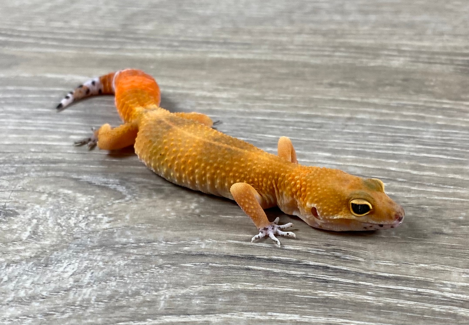 Gecko Genetics Tang Free Shipping Leopard Gecko by Red Rock Gecko’s ...