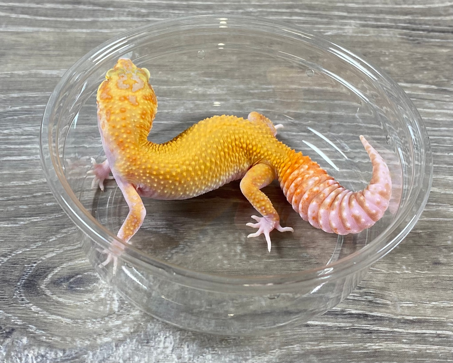 Red Diamond Blood Raptor Free Shipping Leopard Gecko by Red Rock Gecko ...