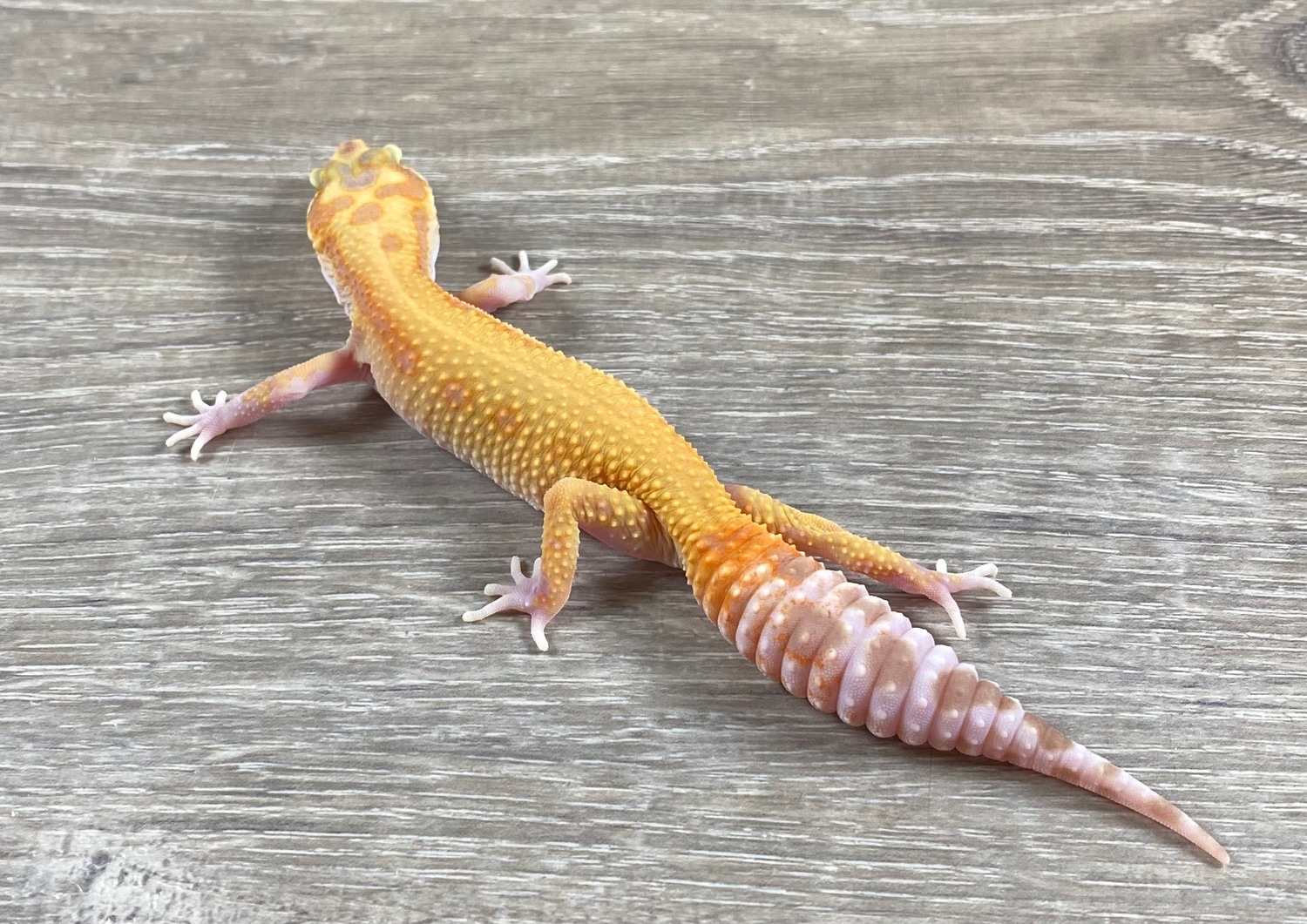 Blood Sunglow Raptor Free Shiping Leopard Gecko by Red Rock Gecko’s ...