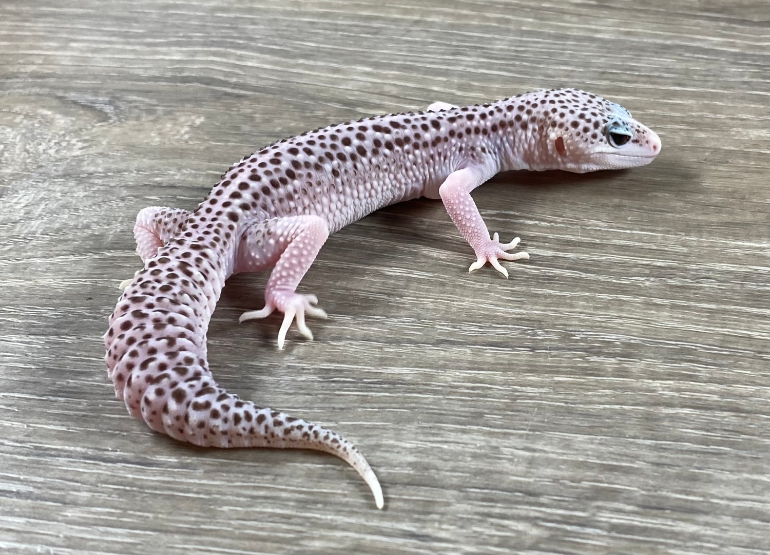Super Snow Eclipse Free Shipping Leopard Gecko by Red Rock Gecko’s ...