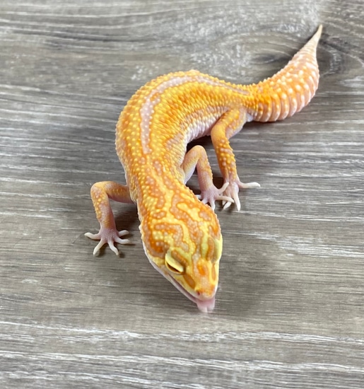 Blood Red Diamond Raptor Free Shipping Leopard Gecko by Red Rock Geckos