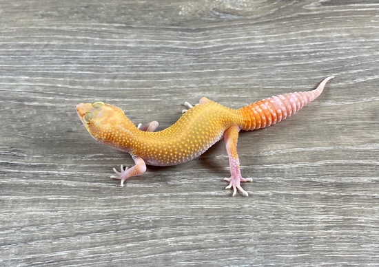 High Contrast Raptor Free Shipping Leopard Gecko by Red Rock Geckos