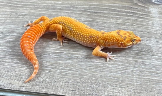 Red Diamond Blood Tremper Free Shipping Leopard Gecko by Red Rock Geckos