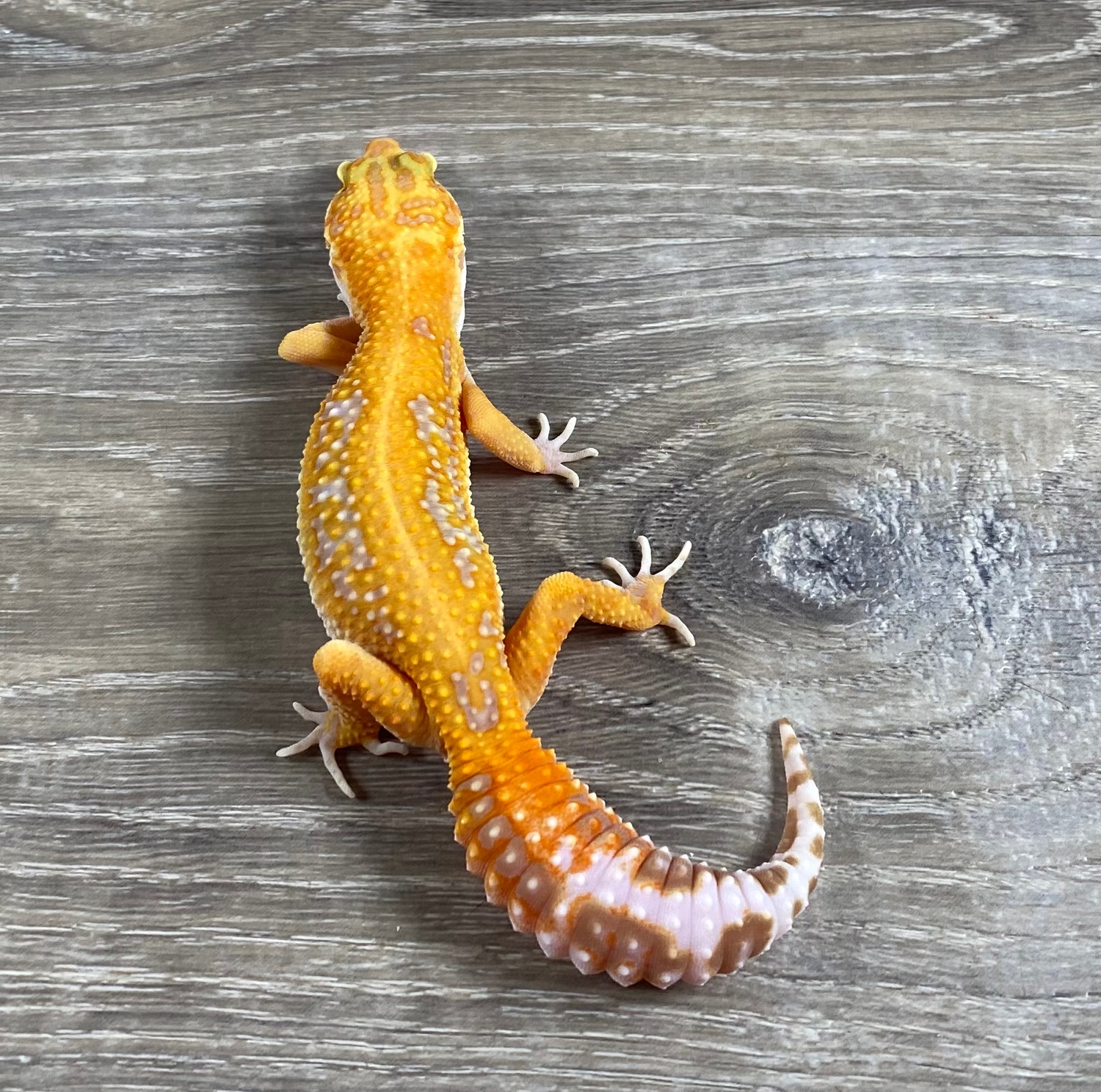 Red Diamond Blood Tremper Free Shipping Leopard Gecko by Red Rock Gecko ...