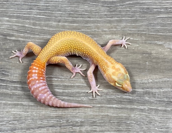 Free ️ High Contrast Raptor Leopard Gecko by Red Rock Geckos