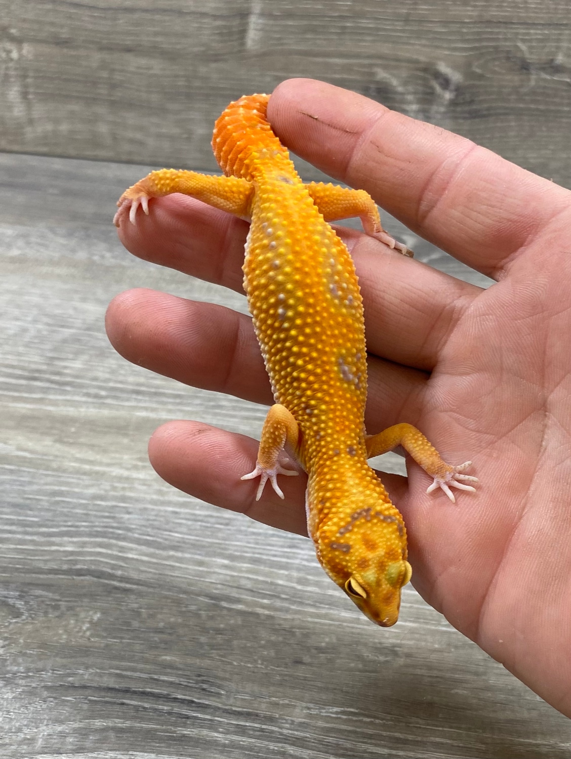 Free ️Red Diamond Blood Tremper Leopard Gecko by Red Rock Gecko’s ...