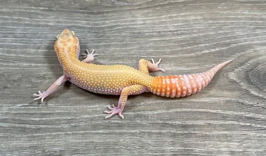 High Contrast Raptor Leopard Gecko by Red Rock Geckos