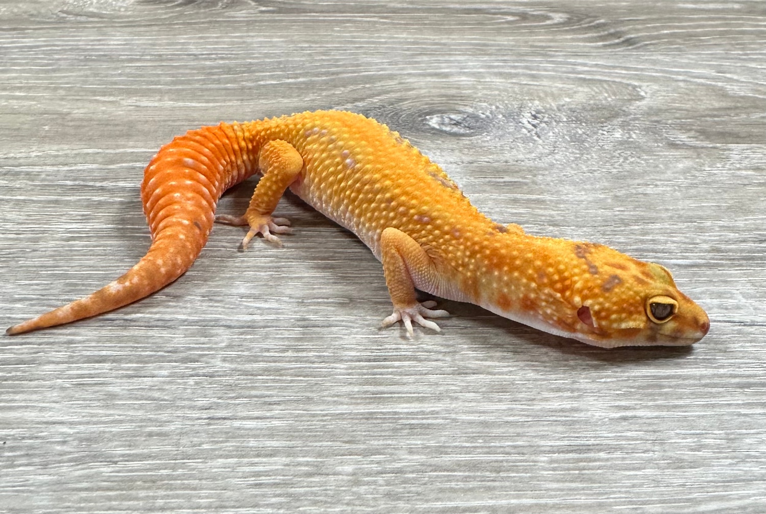 Bogo! Red Diamond Blood Tremper Leopard Gecko by Red Rock Gecko’s ...