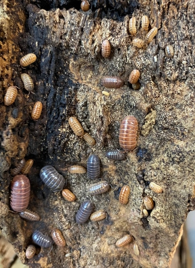 Armadillidium Vulgare "Red Punta Cana Isopod by Red Rock Geckos