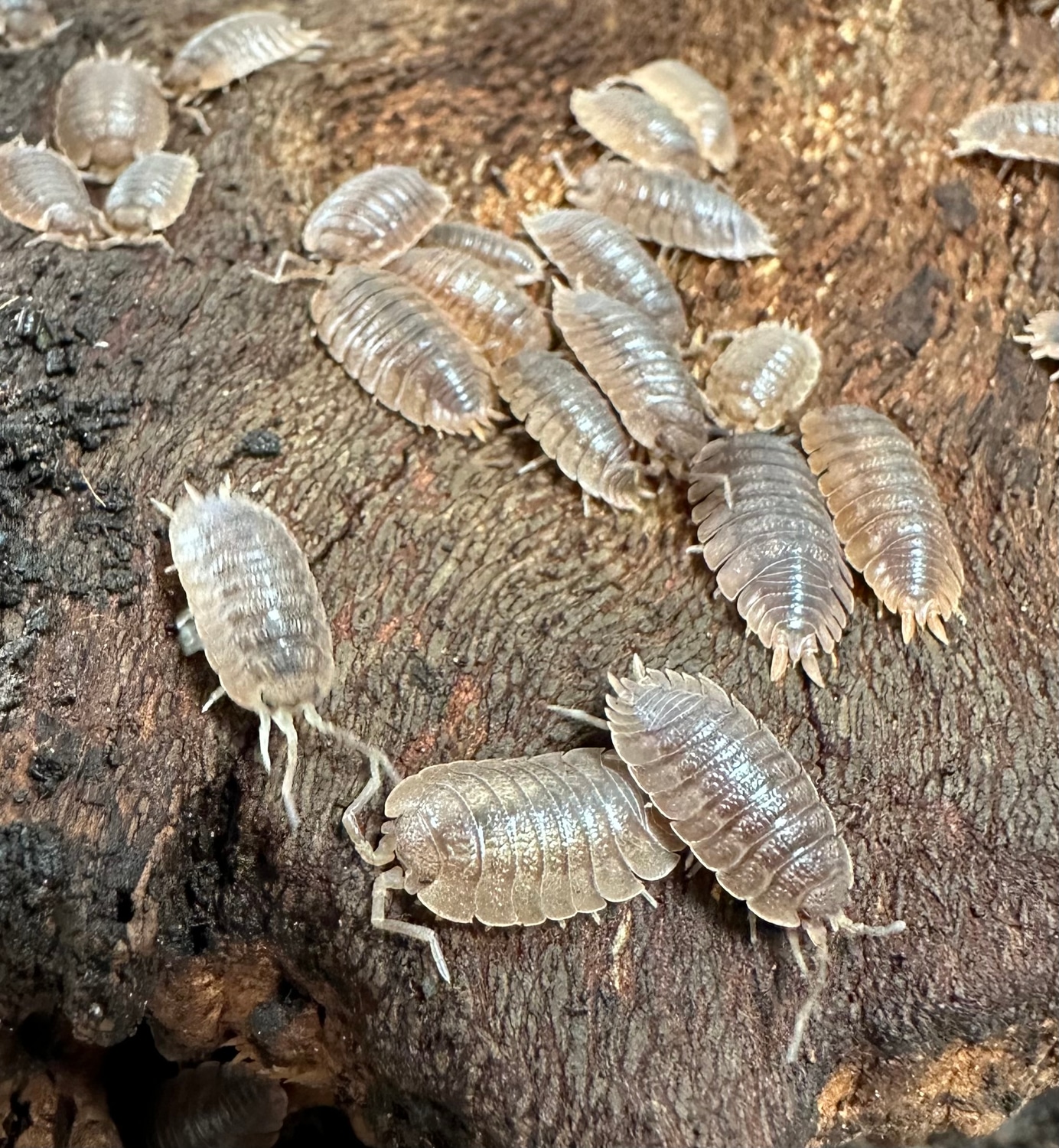 Porcellio Dilatatus Giant Canyon Isopod by Red Rock Gecko’s - MorphMarket