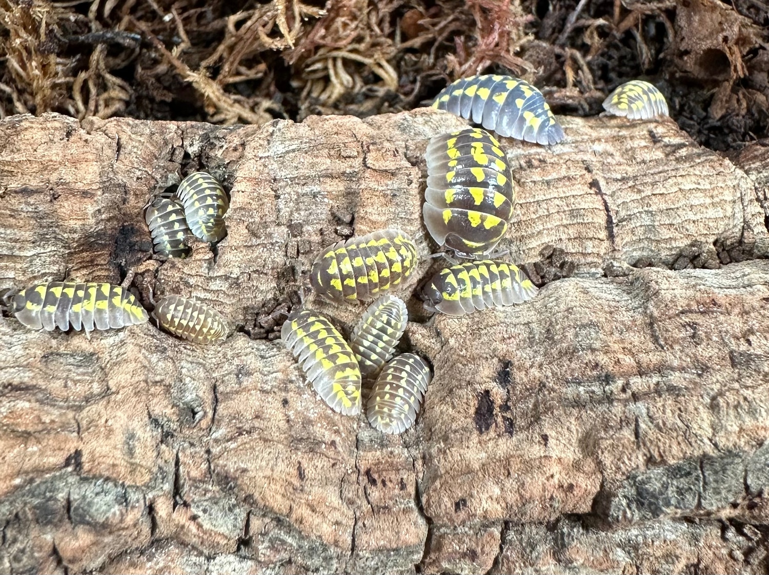 Armadillidium Gestroi Isopod by Red Rock Gecko’s - MorphMarket