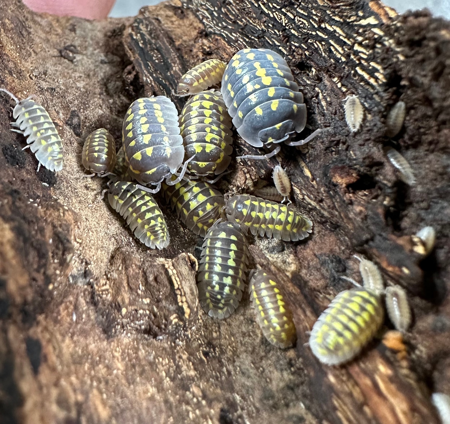Armadillidium Gestroi Isopod by Red Rock Gecko’s - MorphMarket