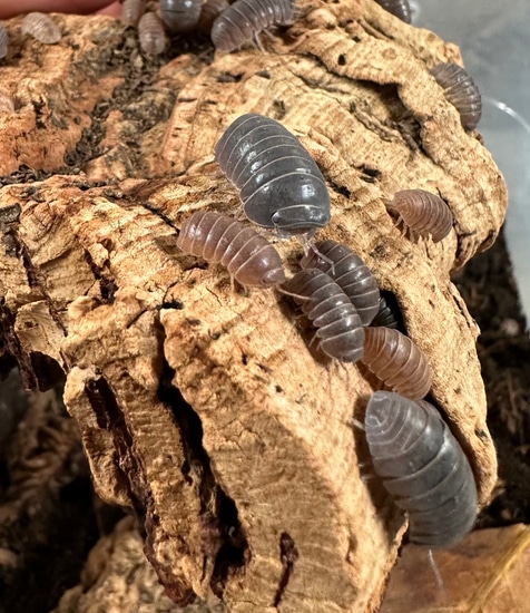 Armadillo Officinalis Sicily Isopod by Red Rock Geckos