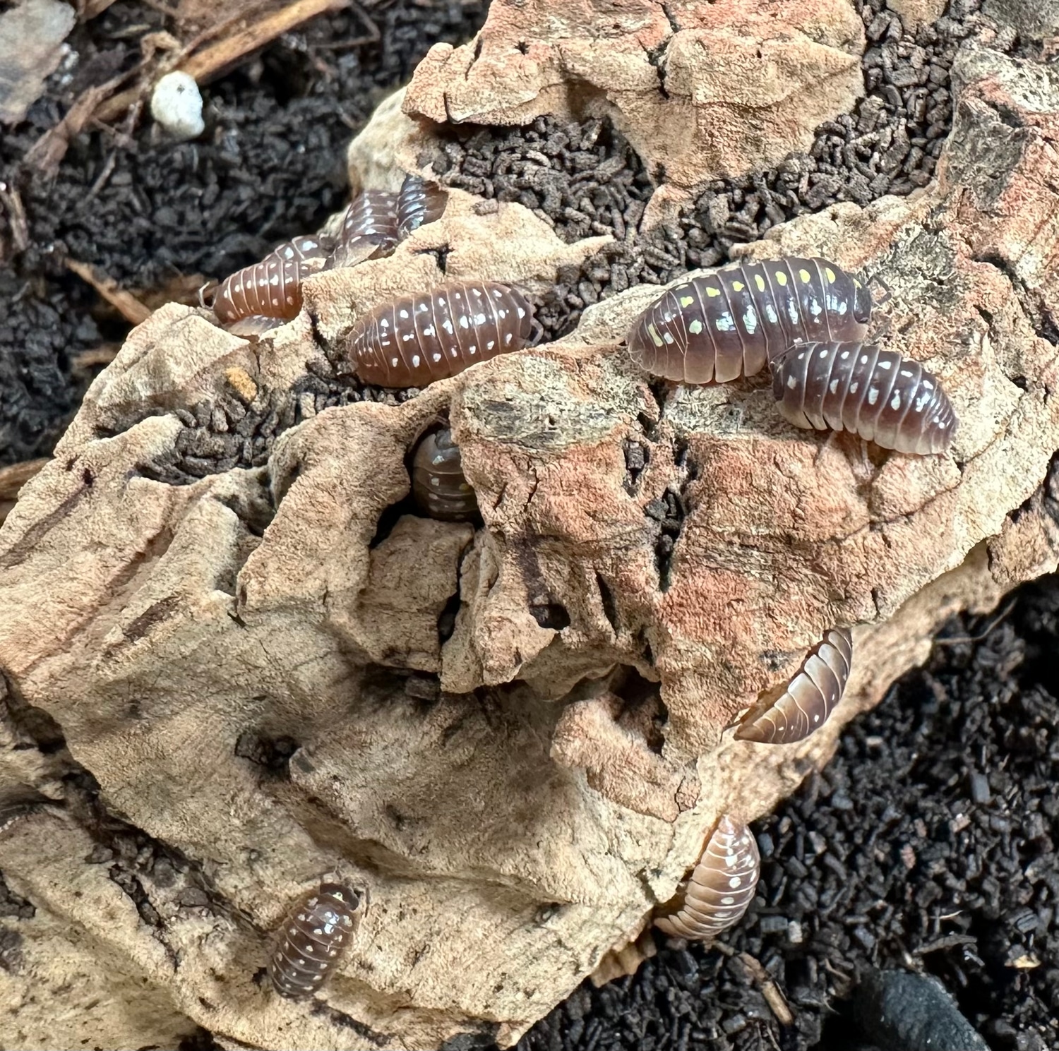 Armadillidium Omblae "sandstone” Isopod by Red Rock Gecko’s - MorphMarket