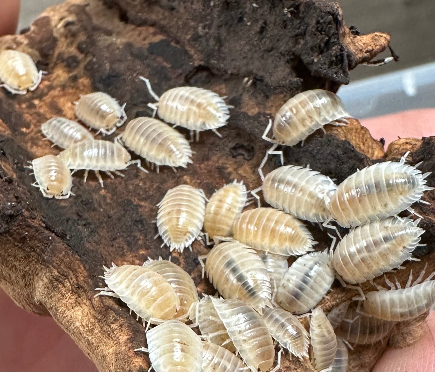 Porcellio Laevis "white” Isopod by Red Rock Gecko’s - MorphMarket
