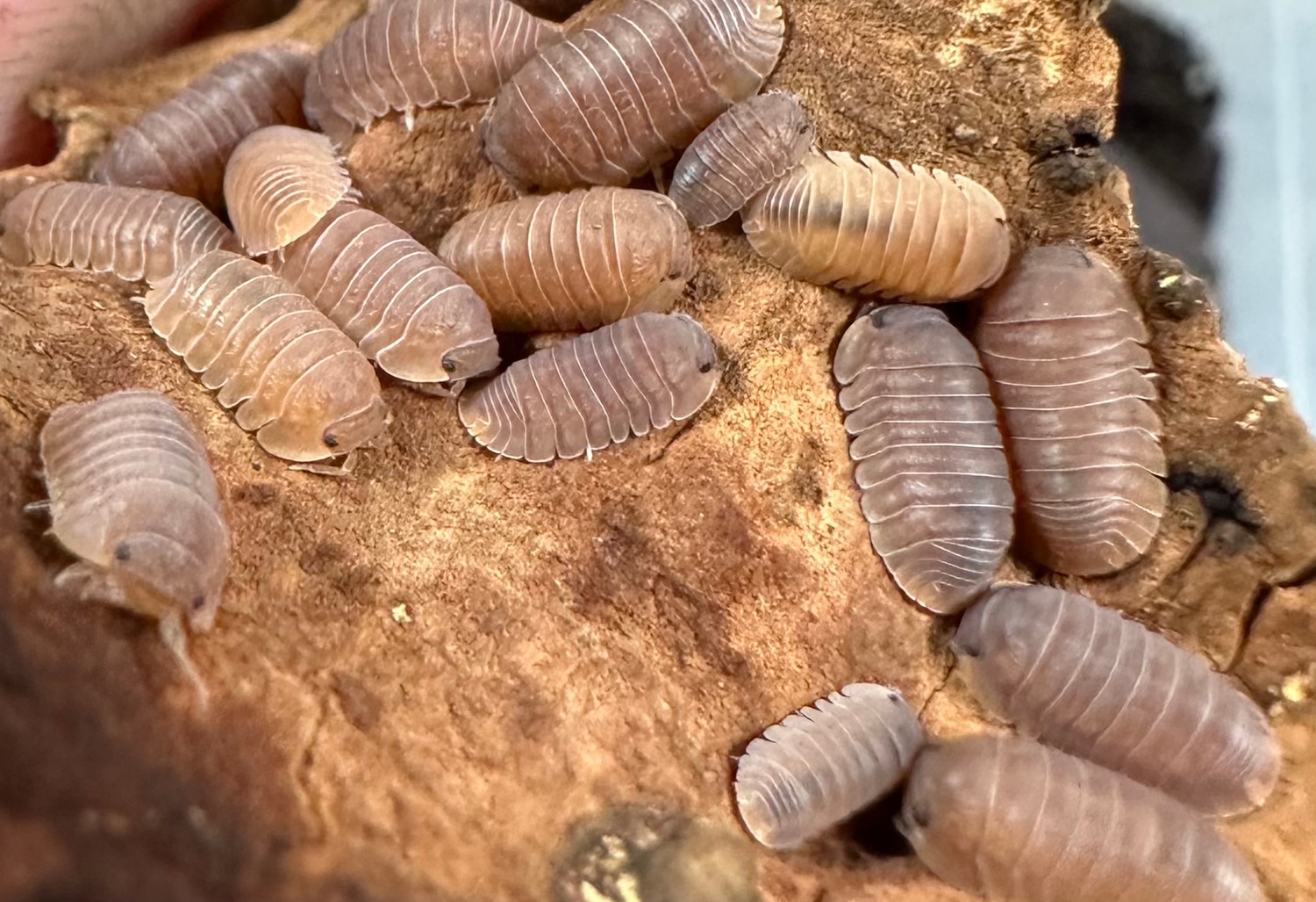 Cubaris Murina "little Sea Isopod by Red Rock Gecko’s - MorphMarket