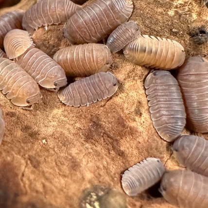 Armadillidium Vulgare "orange Vigor Isopod by Red Rock Gecko’s ...