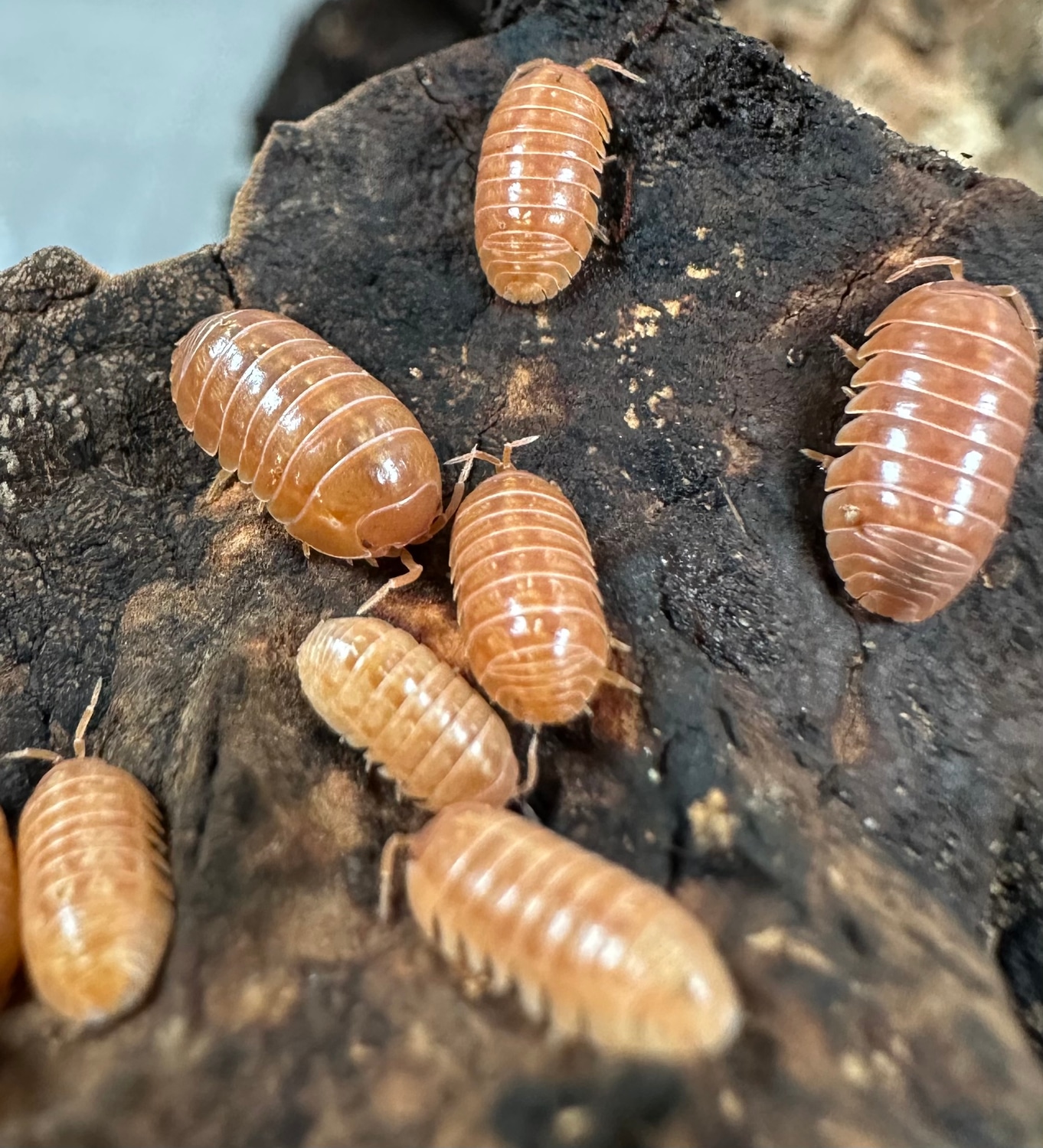 Armadillidium Vulgare "orange Vigor Isopod by Red Rock Gecko’s ...